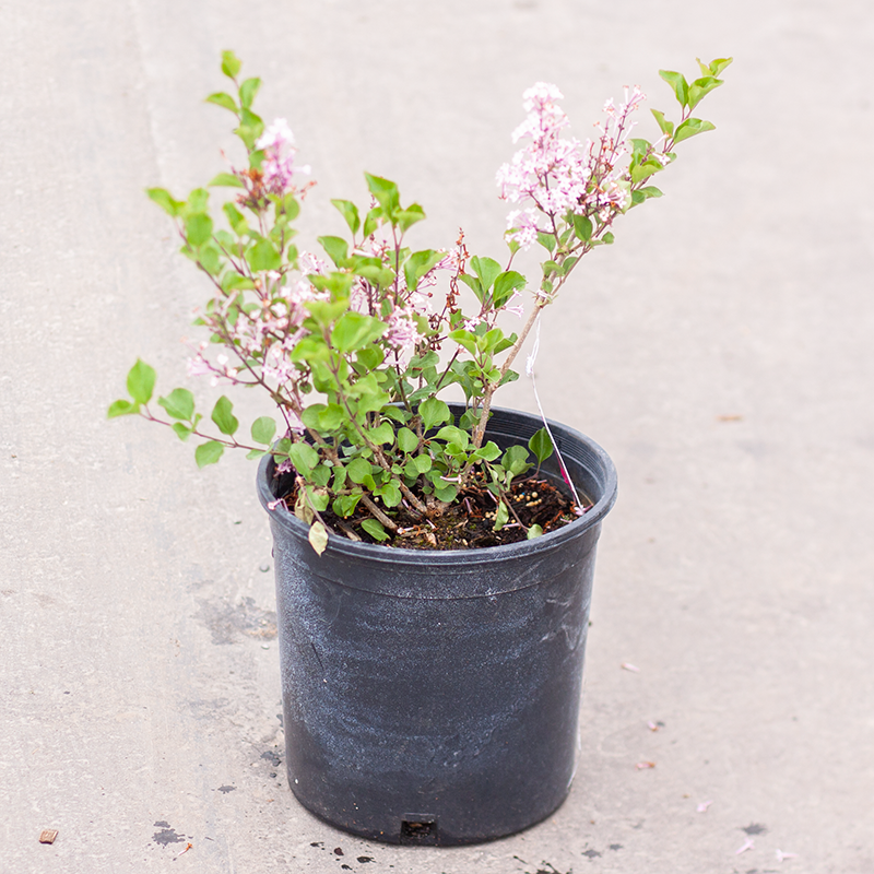 Lilac Wedgewood Blue - Dutch Growers Saskatoon