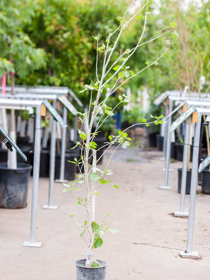 Poplar Sundancer - Dutch Growers Saskatoon