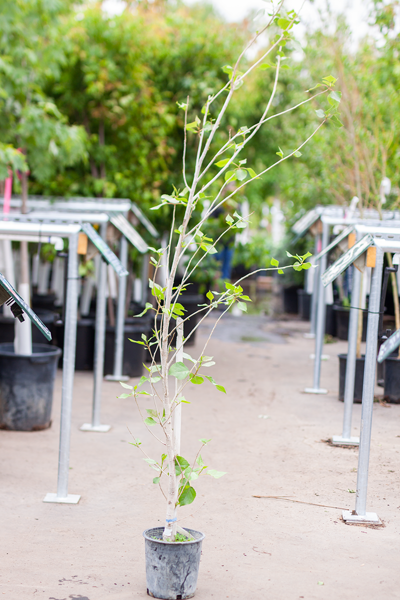 Poplar Sundancer - Dutch Growers Saskatoon