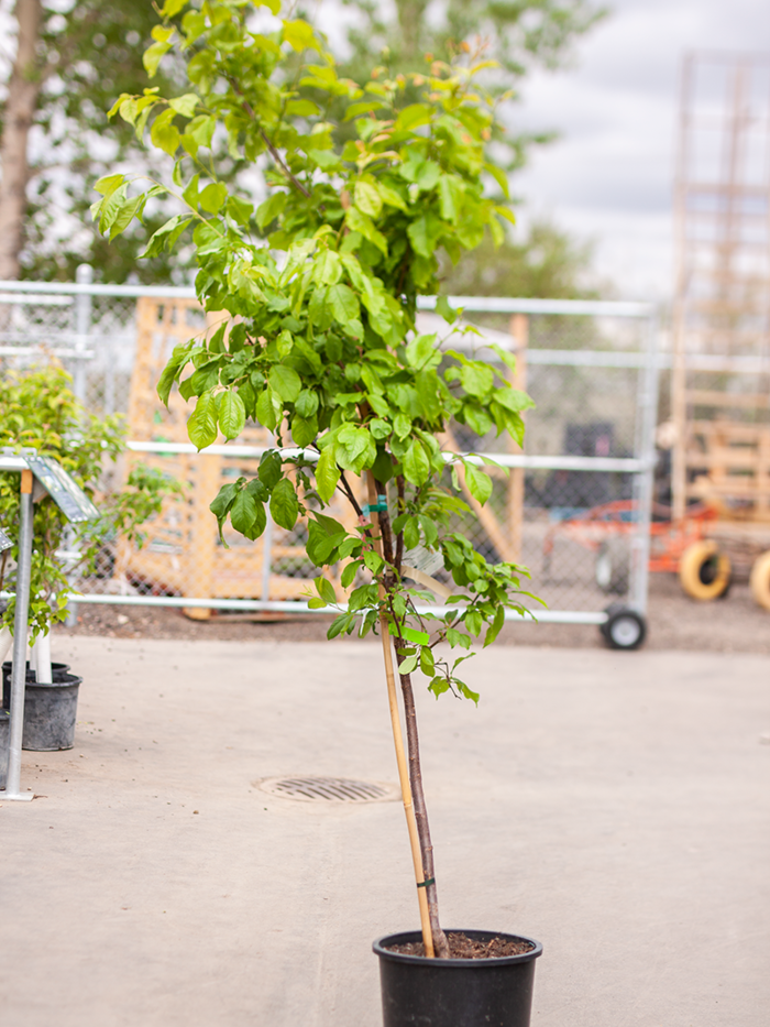 Plum Combination - Dutch Growers Saskatoon