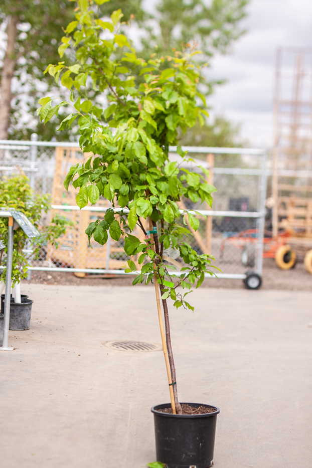 Plum Combination - Dutch Growers Saskatoon