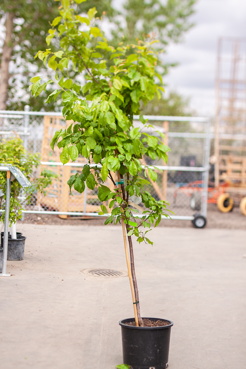 Plum Combination - Dutch Growers Saskatoon