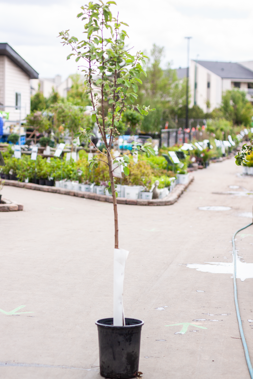 Apple Red Sparkle - Dutch Growers Saskatoon