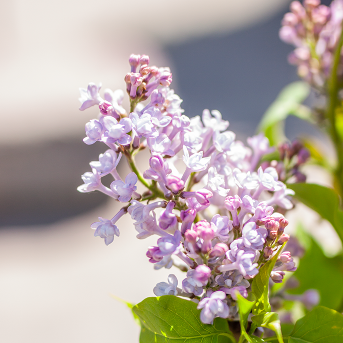 Lilac Scentara Double Blue - Dutch Growers Saskatoon