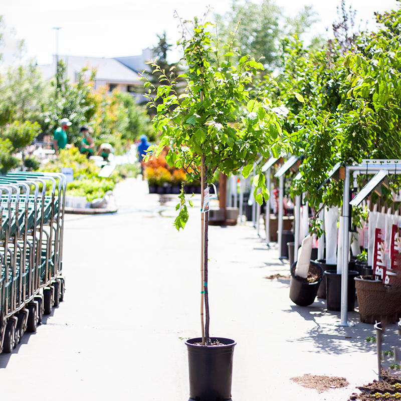 Plum Brooks Red - Dutch Growers Saskatoon