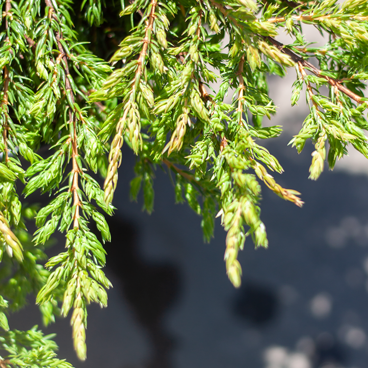Juniper Alpine Carpet - Dutch Growers Saskatoon