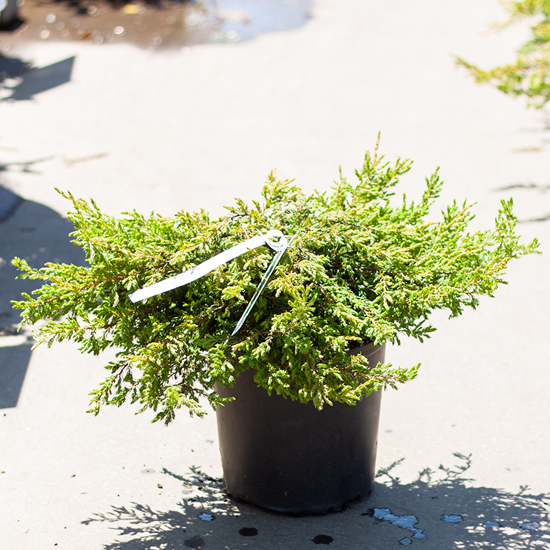Juniper Alpine Carpet - Dutch Growers Saskatoon