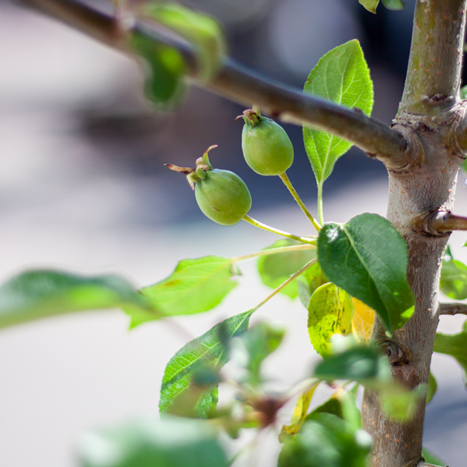 Apple Kerr - Dutch Growers Saskatoon