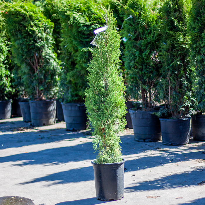 Juniper Taylor - Dutch Growers Saskatoon