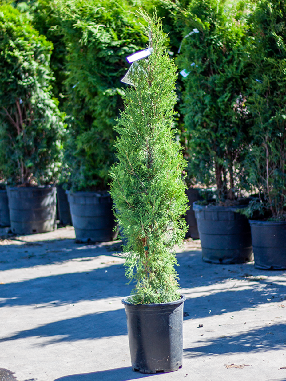 Juniper Taylor - Dutch Growers Saskatoon