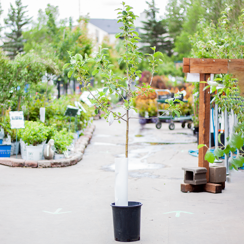 Apple Battleford 5gal - Dutch Growers Saskatoon