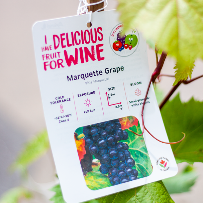 Grape Marquette - Dutch Growers Saskatoon