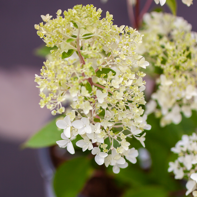 Hydrangea Little Lamb - Dutch Growers Saskatoon