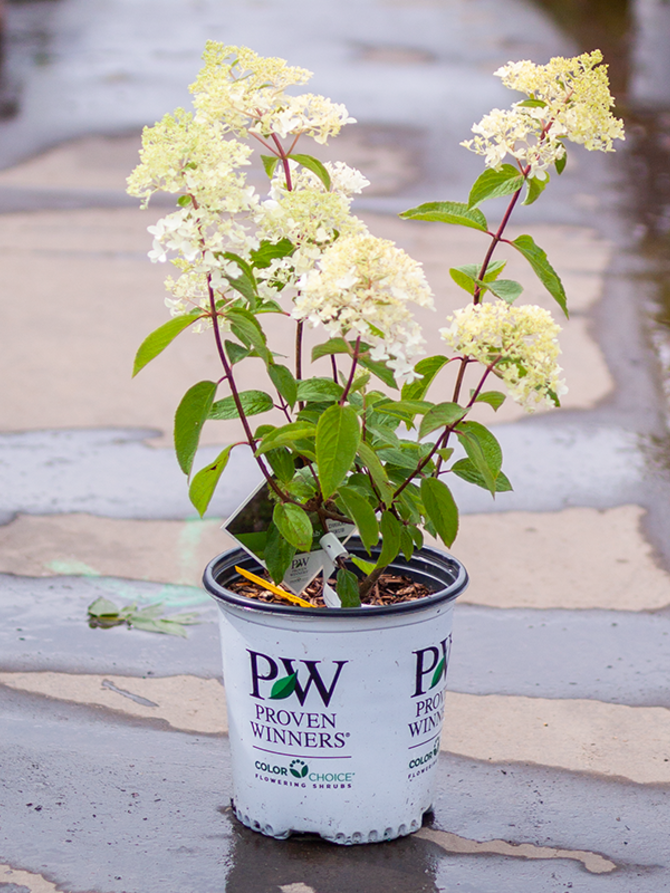 Hydrangea Little Lamb - Dutch Growers Saskatoon