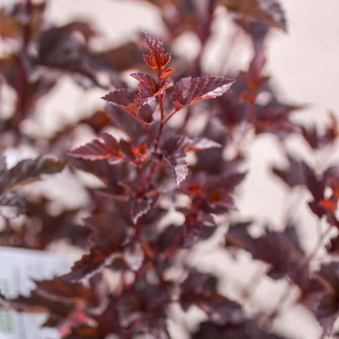 Ninebark Satin Chocolate - Dutch Growers Saskatoon