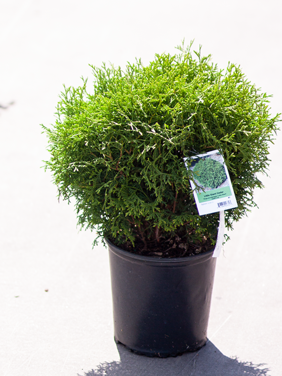 Cedar Little Giant Globe - Dutch Growers Saskatoon