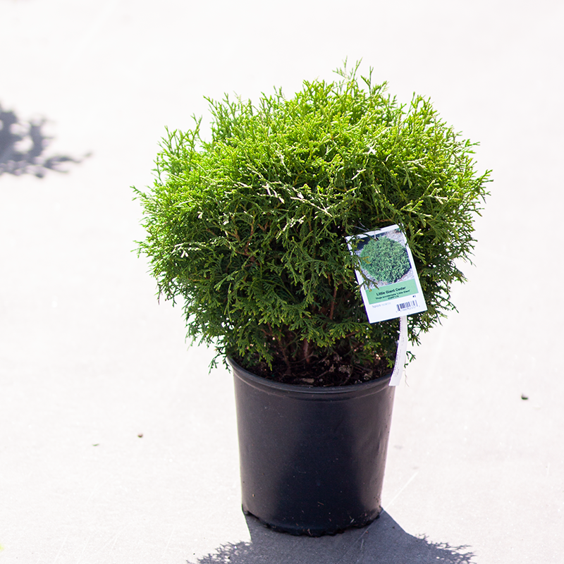 Cedar Little Giant Globe - Dutch Growers Saskatoon