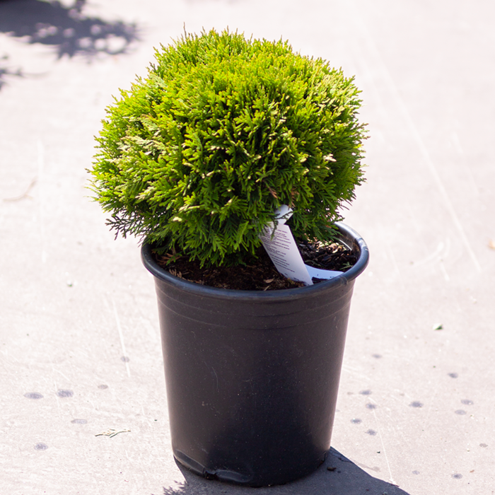 Cedar Danica - Dutch Growers Saskatoon