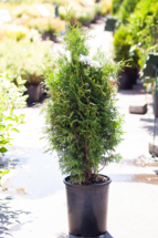 Cedar Skybound - Dutch Growers Saskatoon