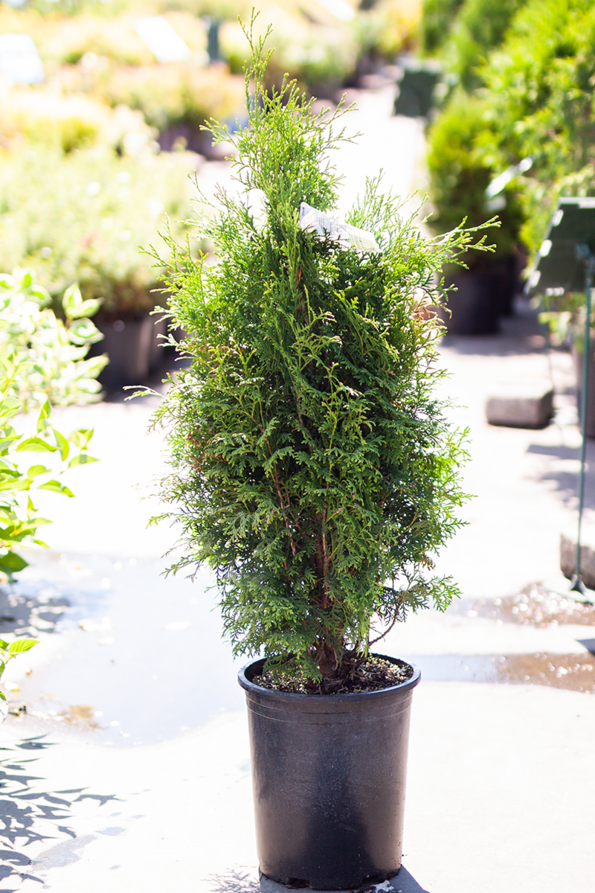 Cedar Skybound - Dutch Growers Saskatoon