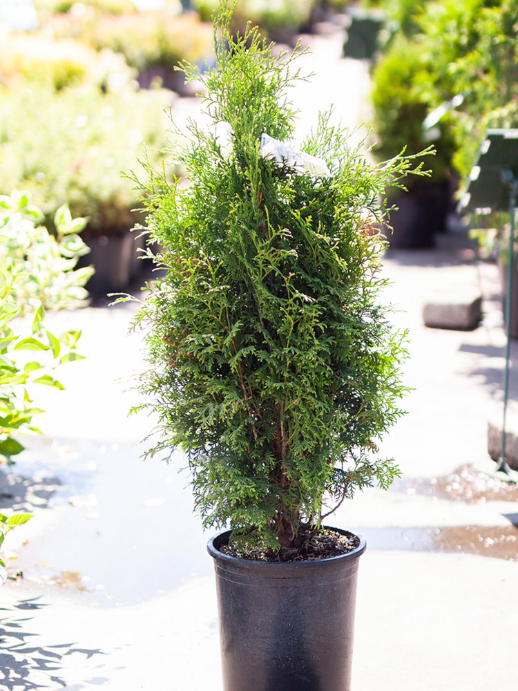 Trees & Shrubs | Dutch Growers Saskatoon - Dutch Growers Saskatoon
