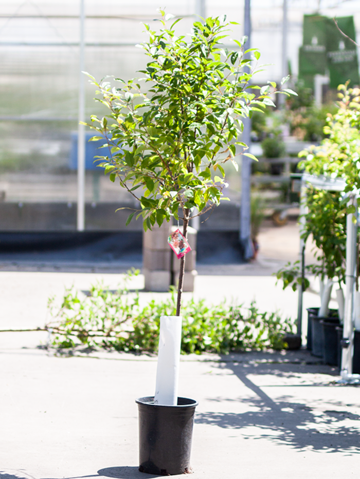 Plum Muckle - Dutch Growers Saskatoon