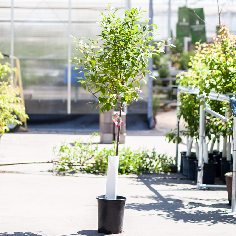 Plum Muckle - Dutch Growers Saskatoon