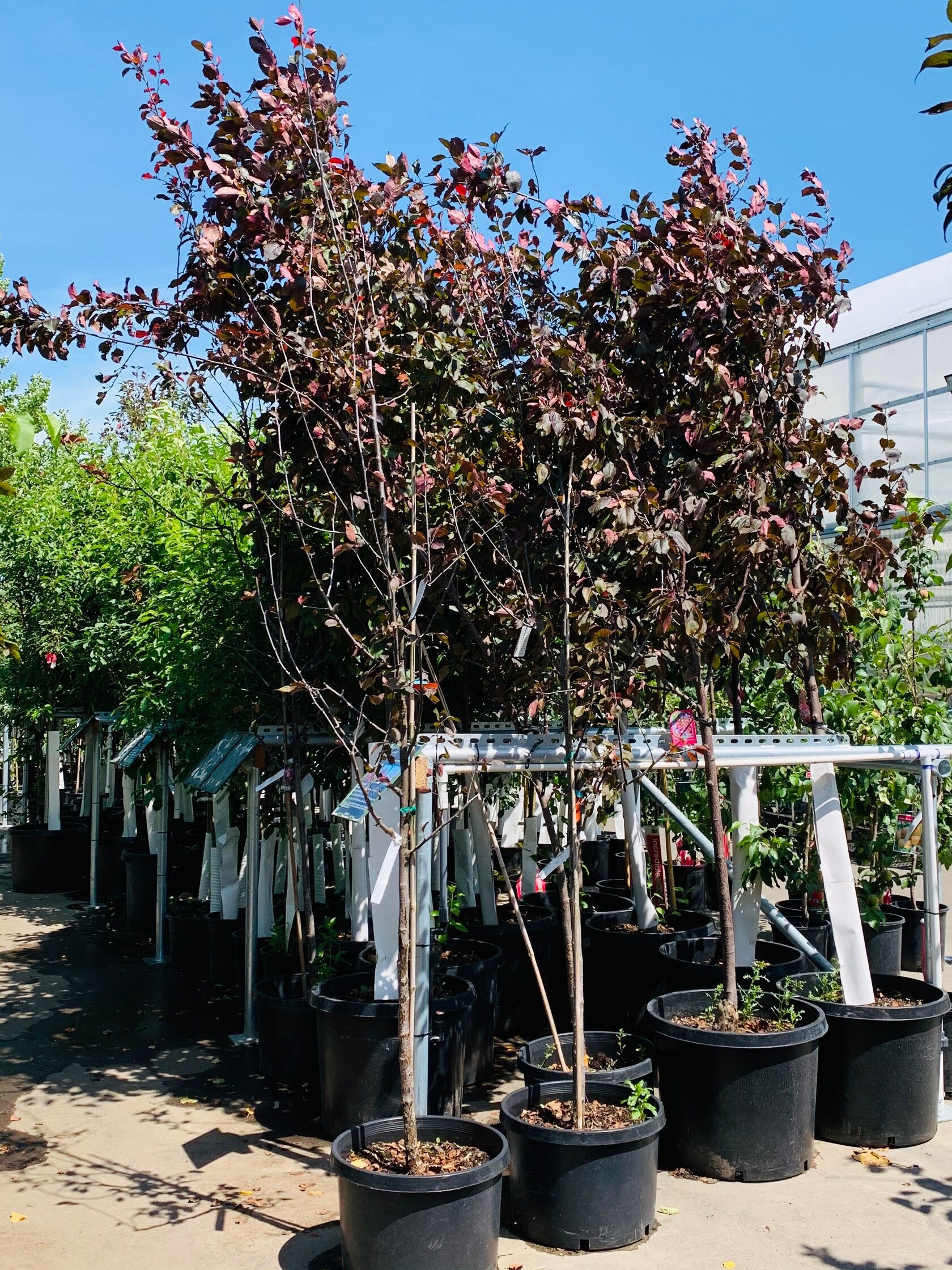 Trees & Shrubs | Dutch Growers Saskatoon - Dutch Growers Saskatoon
