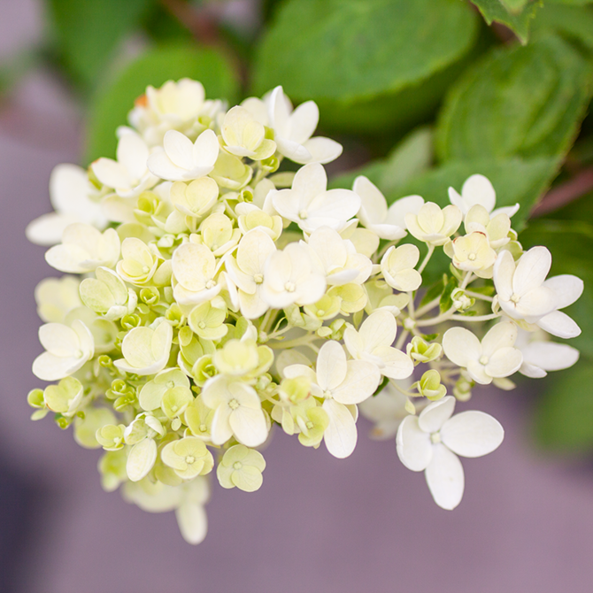 Hydrangea Bombshell - Dutch Growers Saskatoon