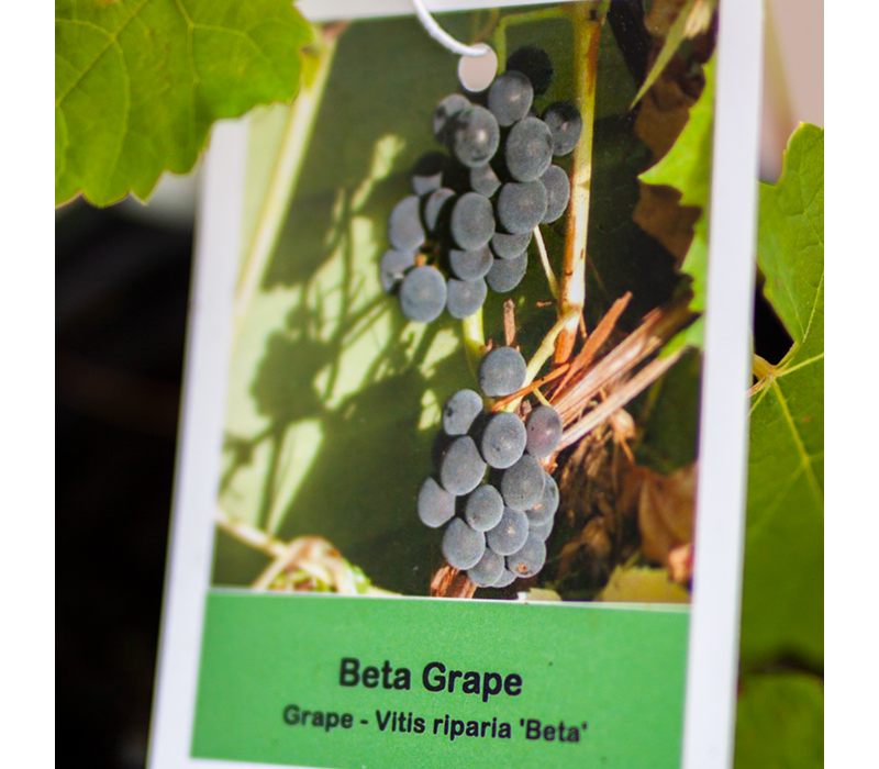 Grape Beta - Dutch Growers Saskatoon