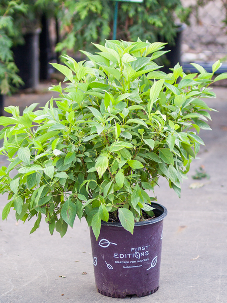 Dogwood Fire Dance - Dutch Growers Saskatoon