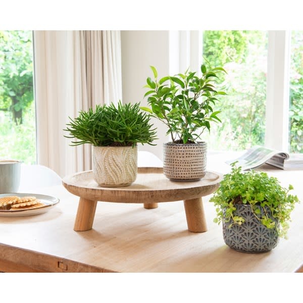 Planters | Plants & Pots | Dutch Growers Saskatoon - Dutch Growers ...