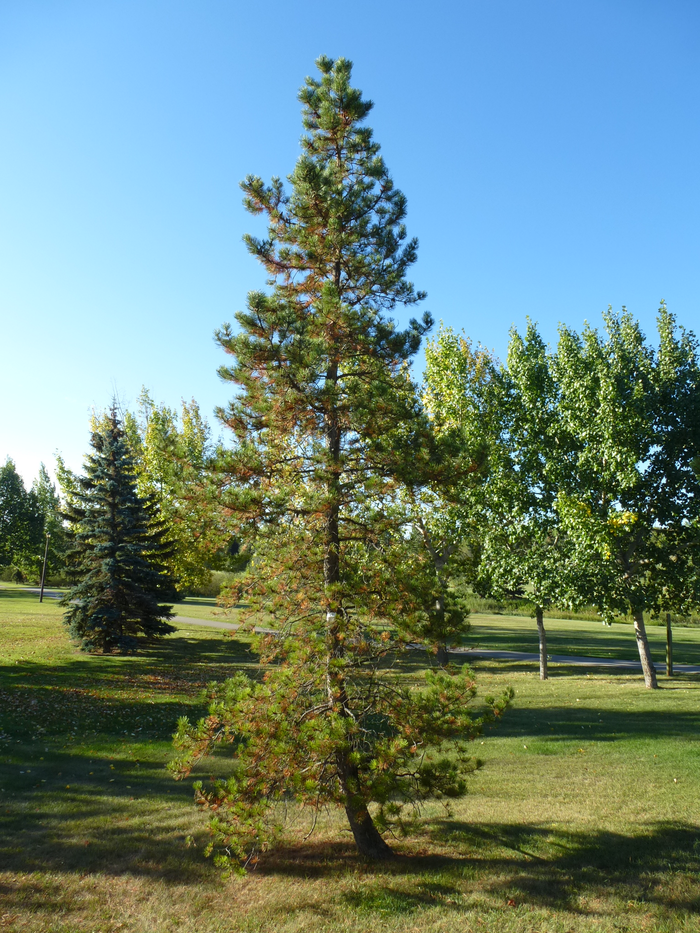 Jack Pine - Dutch Growers Saskatoon