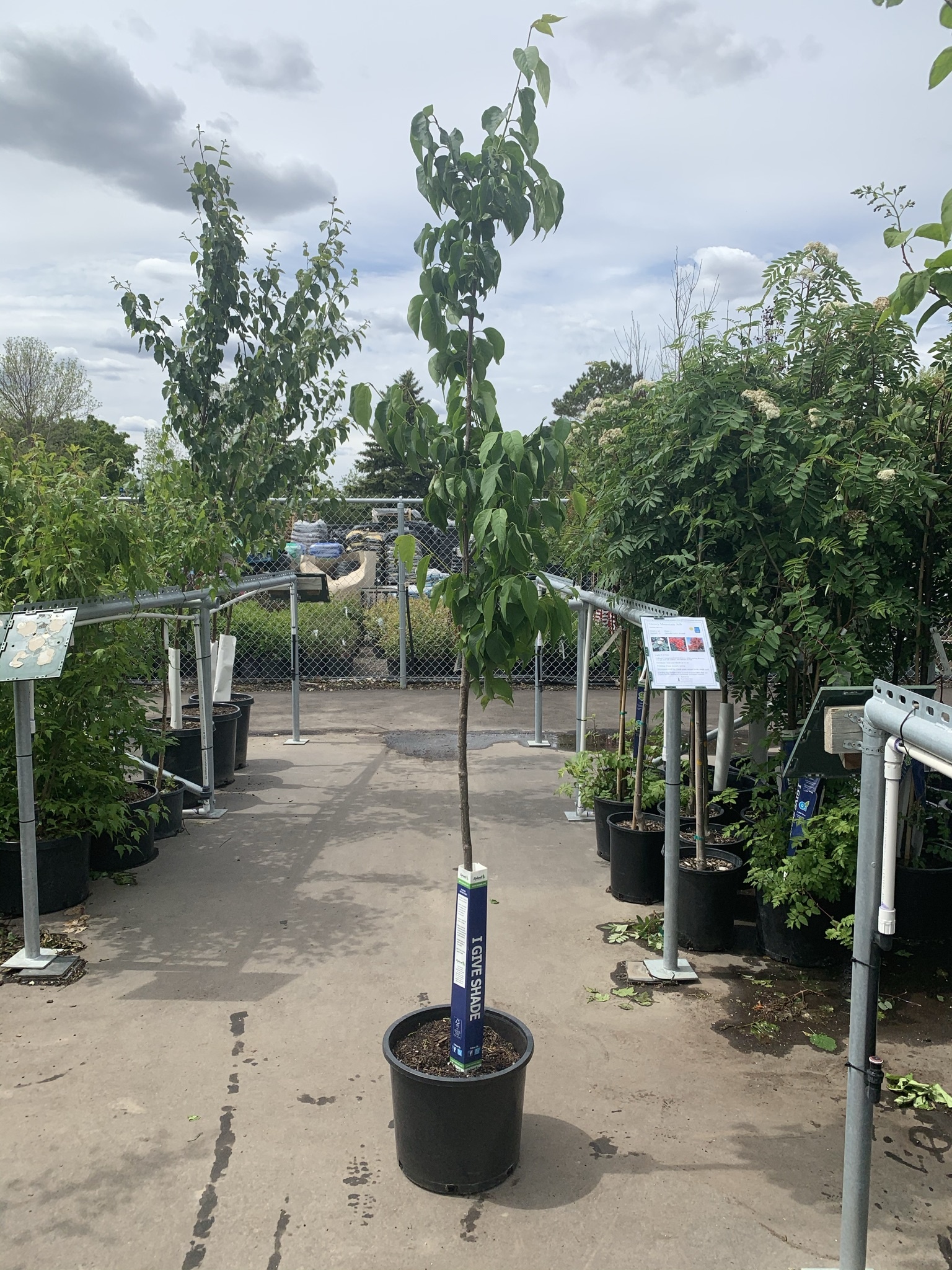 Lilac Ivory Pillar 10gal - Dutch Growers Saskatoon