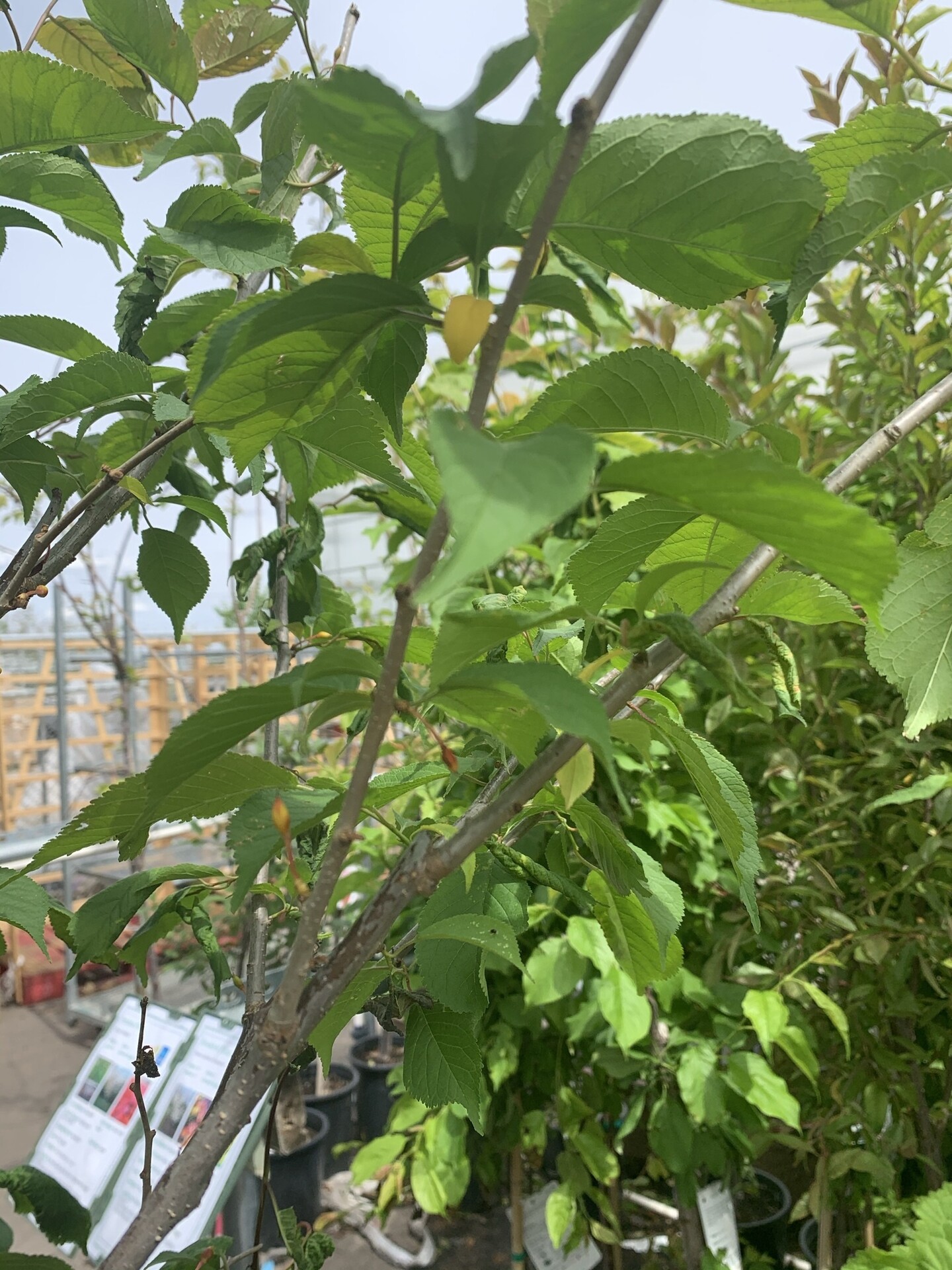 Plum Princess Kay - Dutch Growers Saskatoon