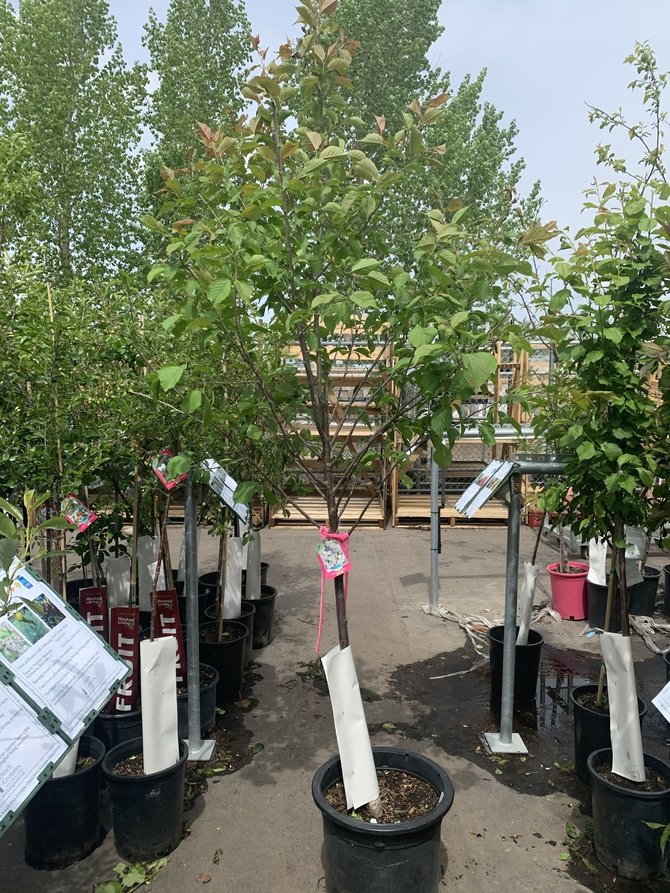 Plum Princess Kay - Dutch Growers Saskatoon