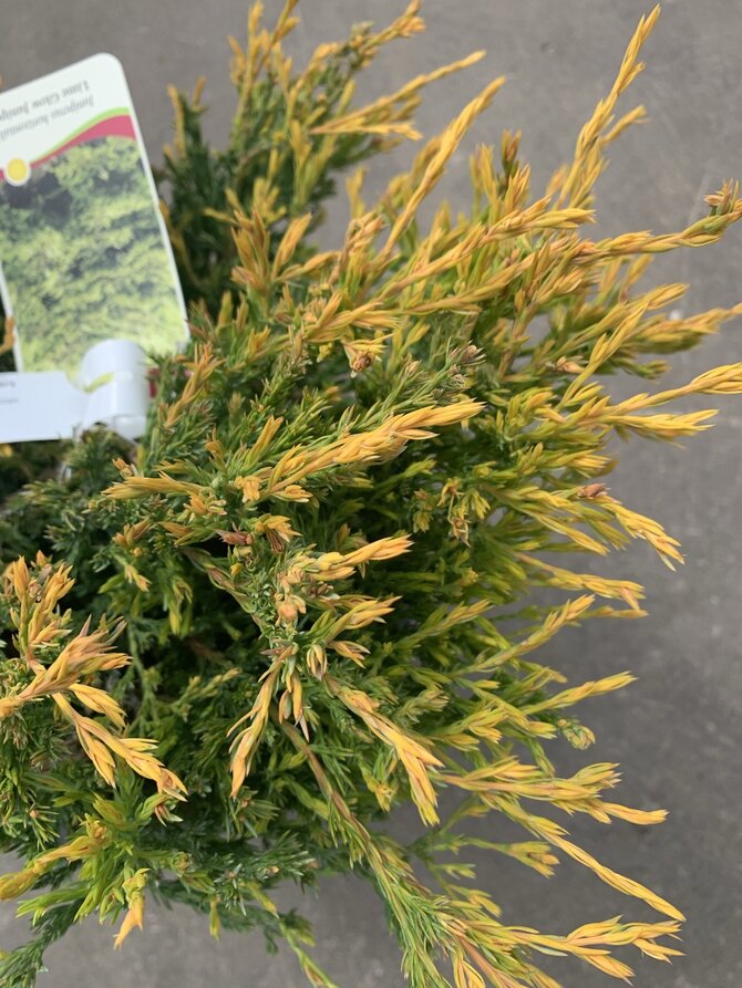Juniper Lime Glow - Dutch Growers Saskatoon