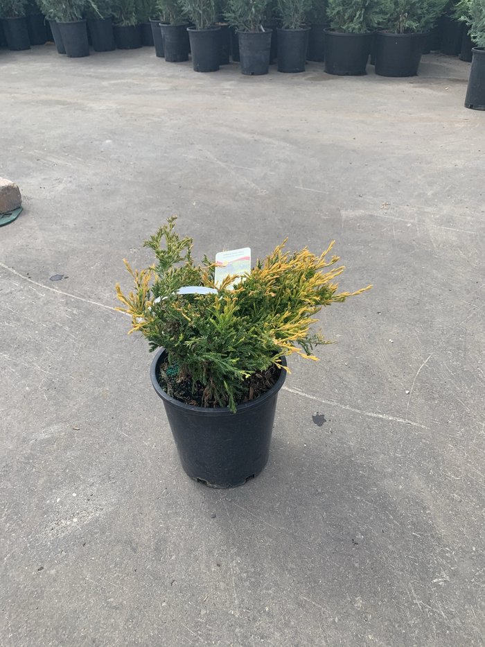 Juniper Lime Glow - Dutch Growers Saskatoon