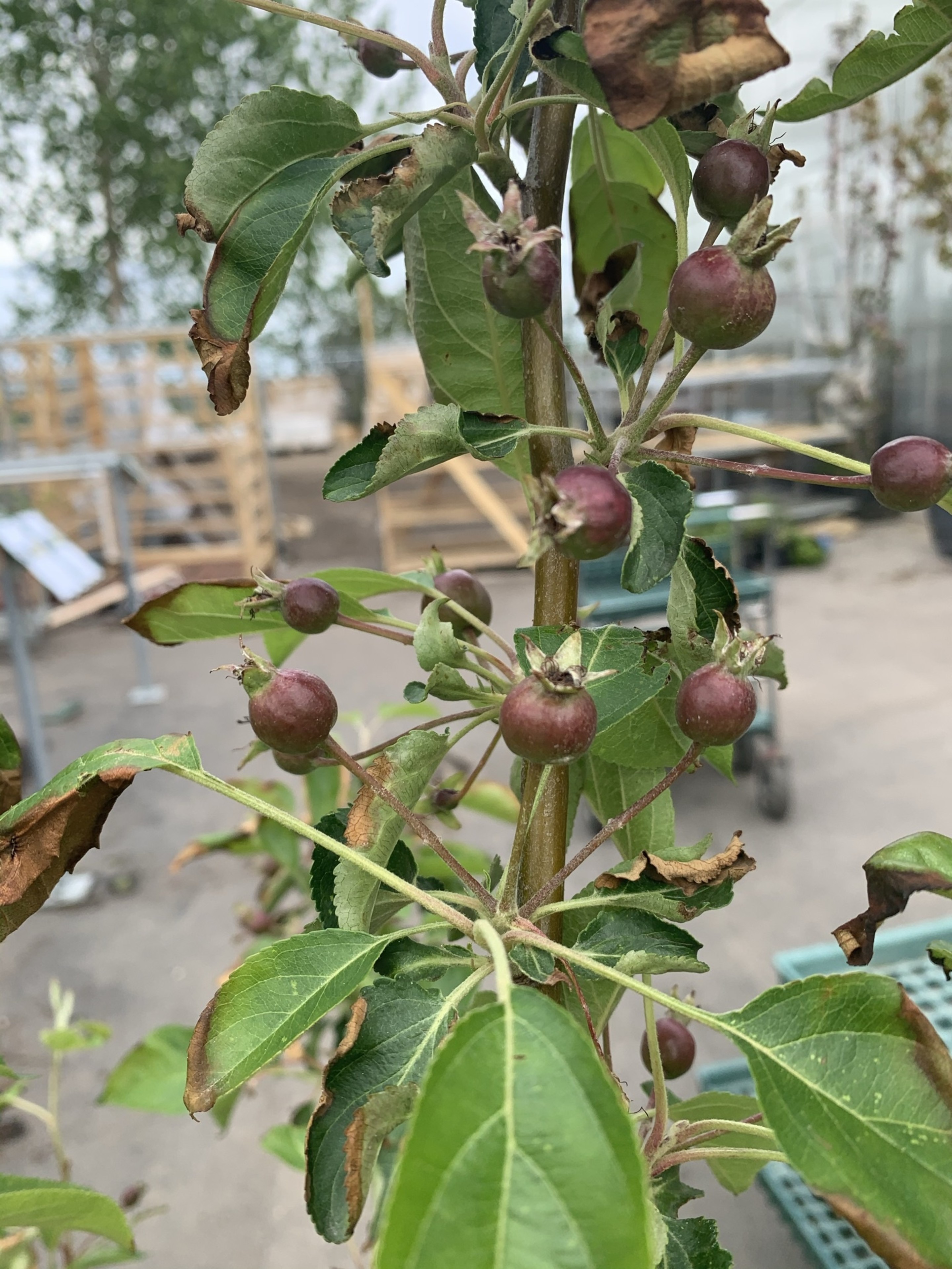 Apple Rescue 5gal - Dutch Growers Saskatoon