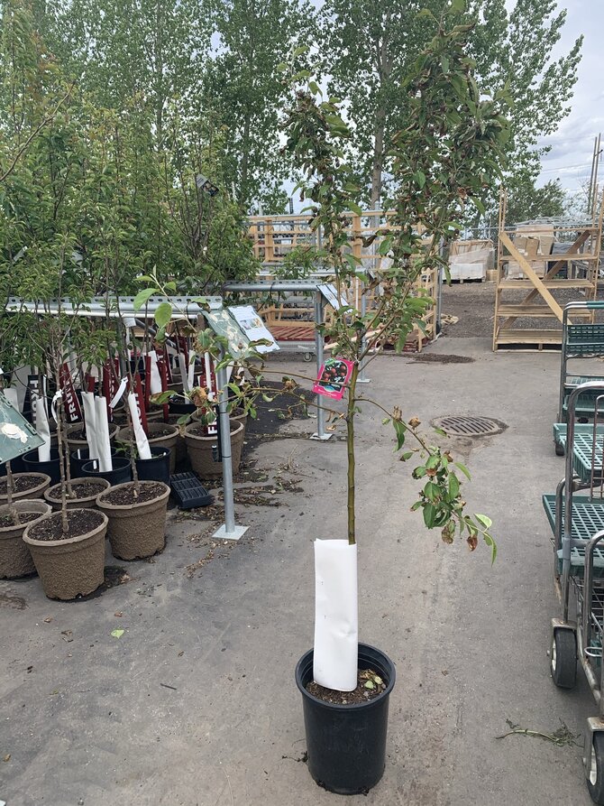 Apple Rescue 5gal - Dutch Growers Saskatoon