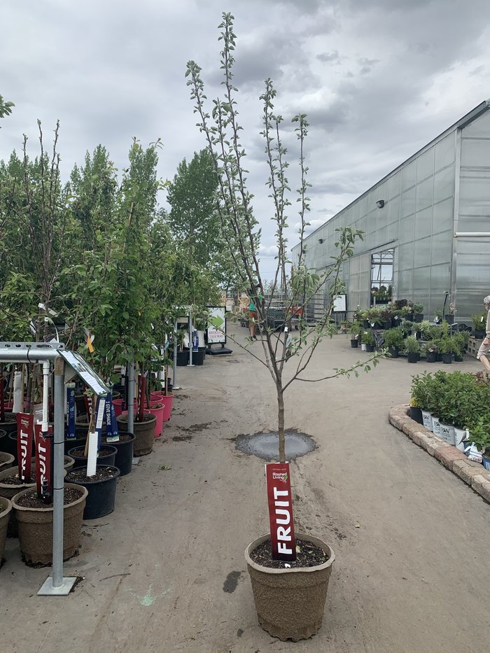 Trees & Shrubs | Dutch Growers Saskatoon - Dutch Growers Saskatoon