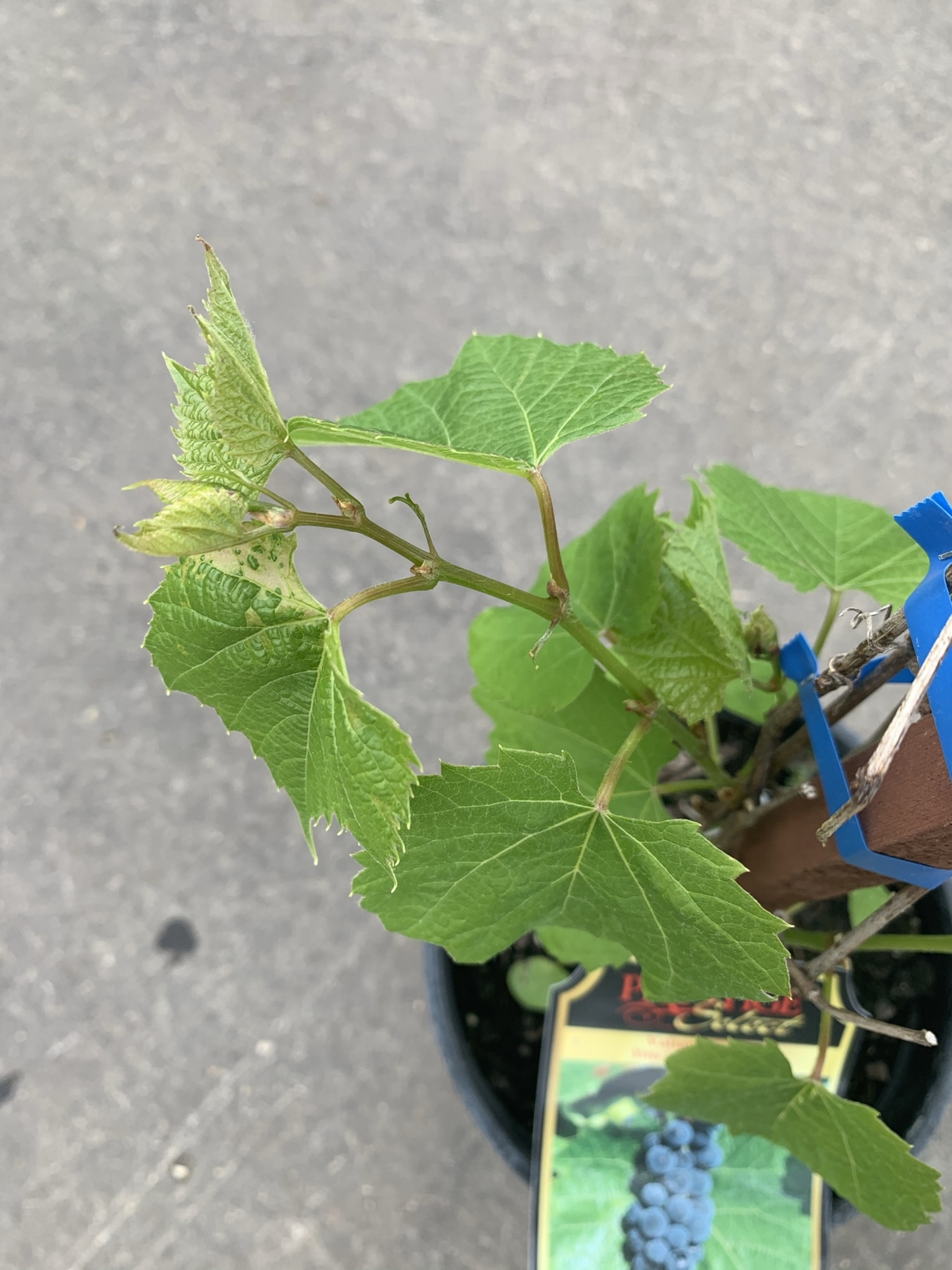Grape Valiant - Dutch Growers Saskatoon