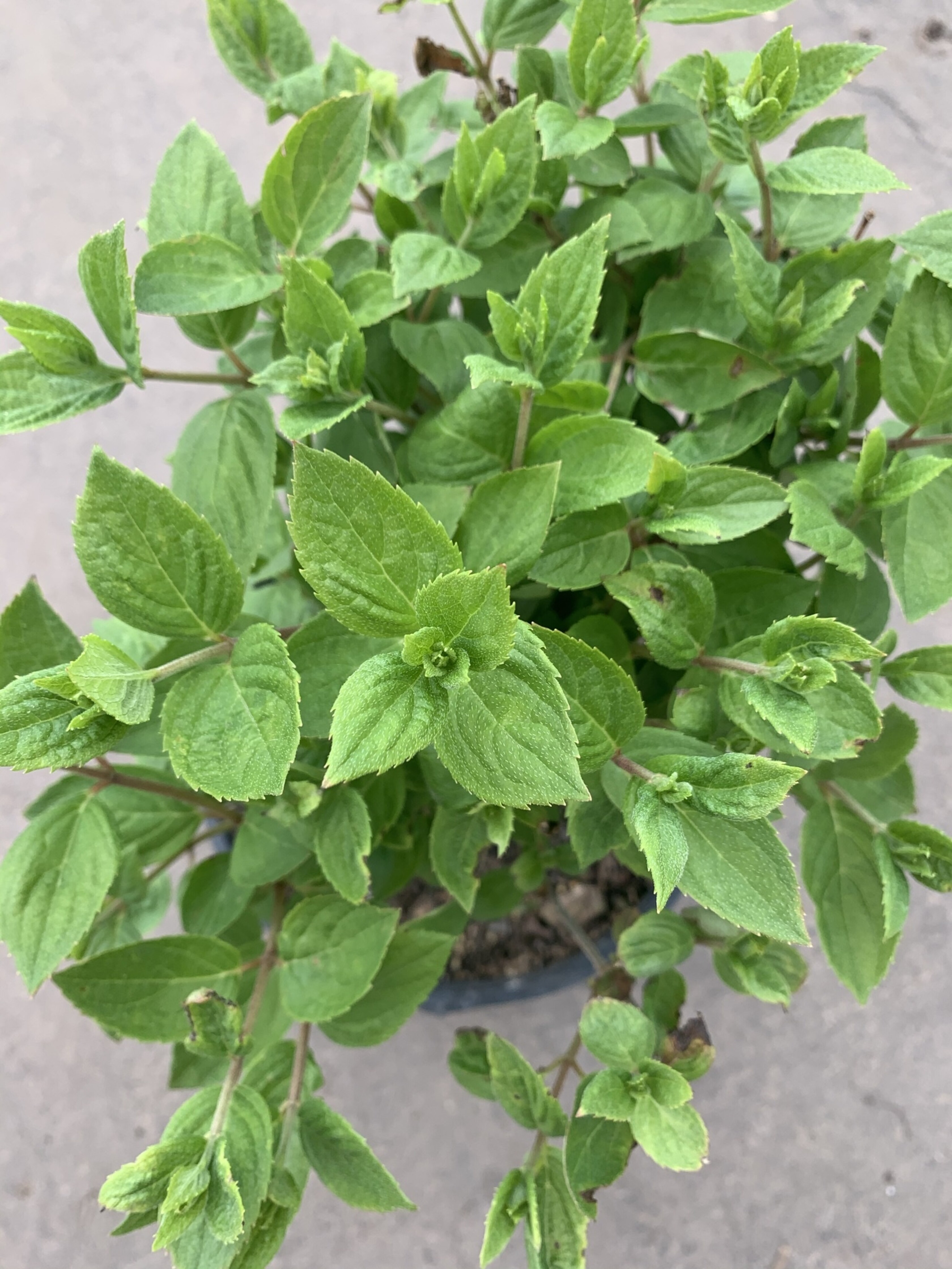 Hydrangea Pee Gee - Dutch Growers Saskatoon