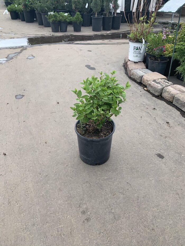 Hydrangea Pee Gee - Dutch Growers Saskatoon