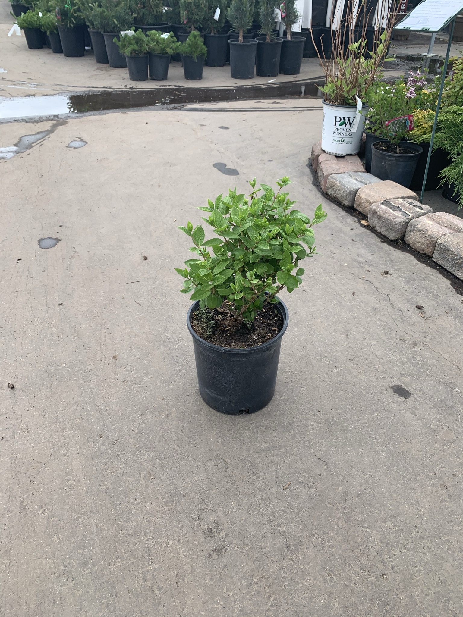 Hydrangea Pee Gee - Dutch Growers Saskatoon