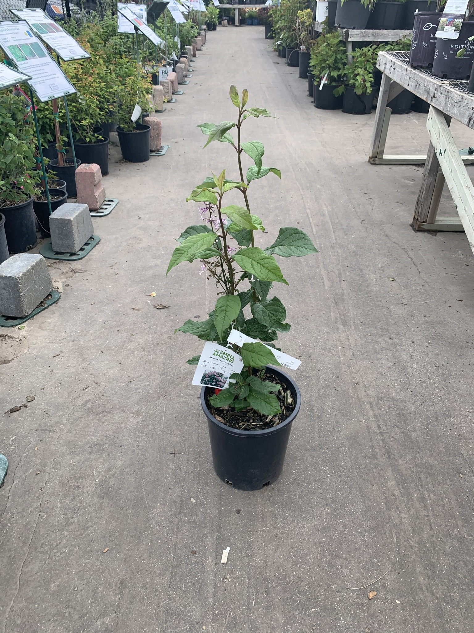 Lilac Minuet - Dutch Growers Saskatoon