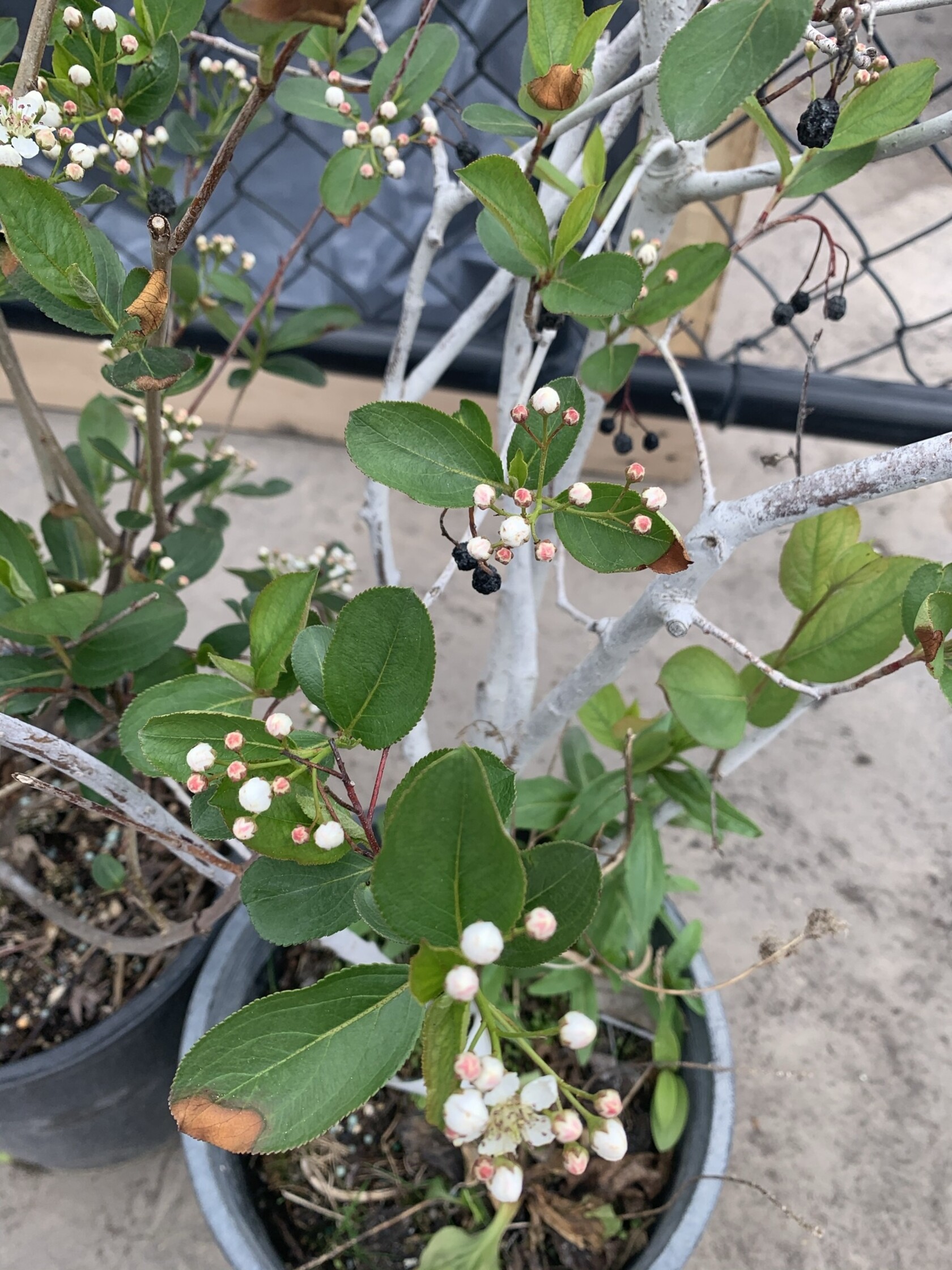 Chokecherry Autumn Magic - Dutch Growers Saskatoon