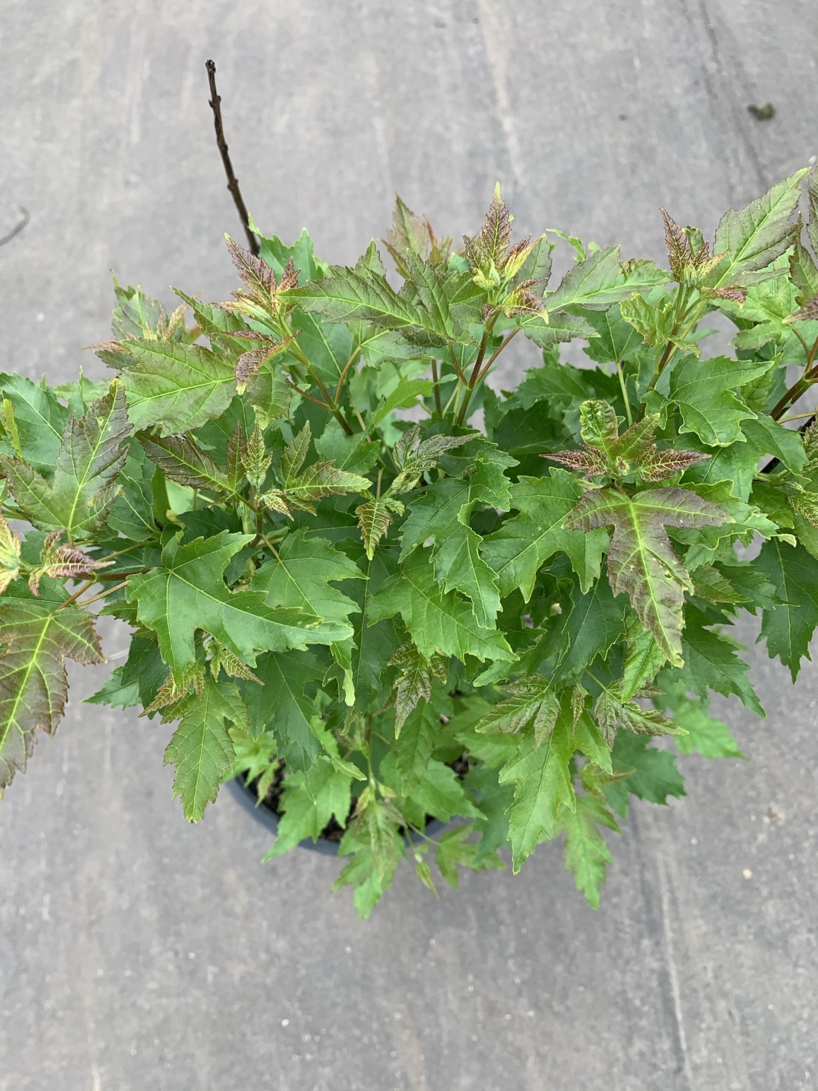 Maple Amur Emerald Elf - Dutch Growers Saskatoon