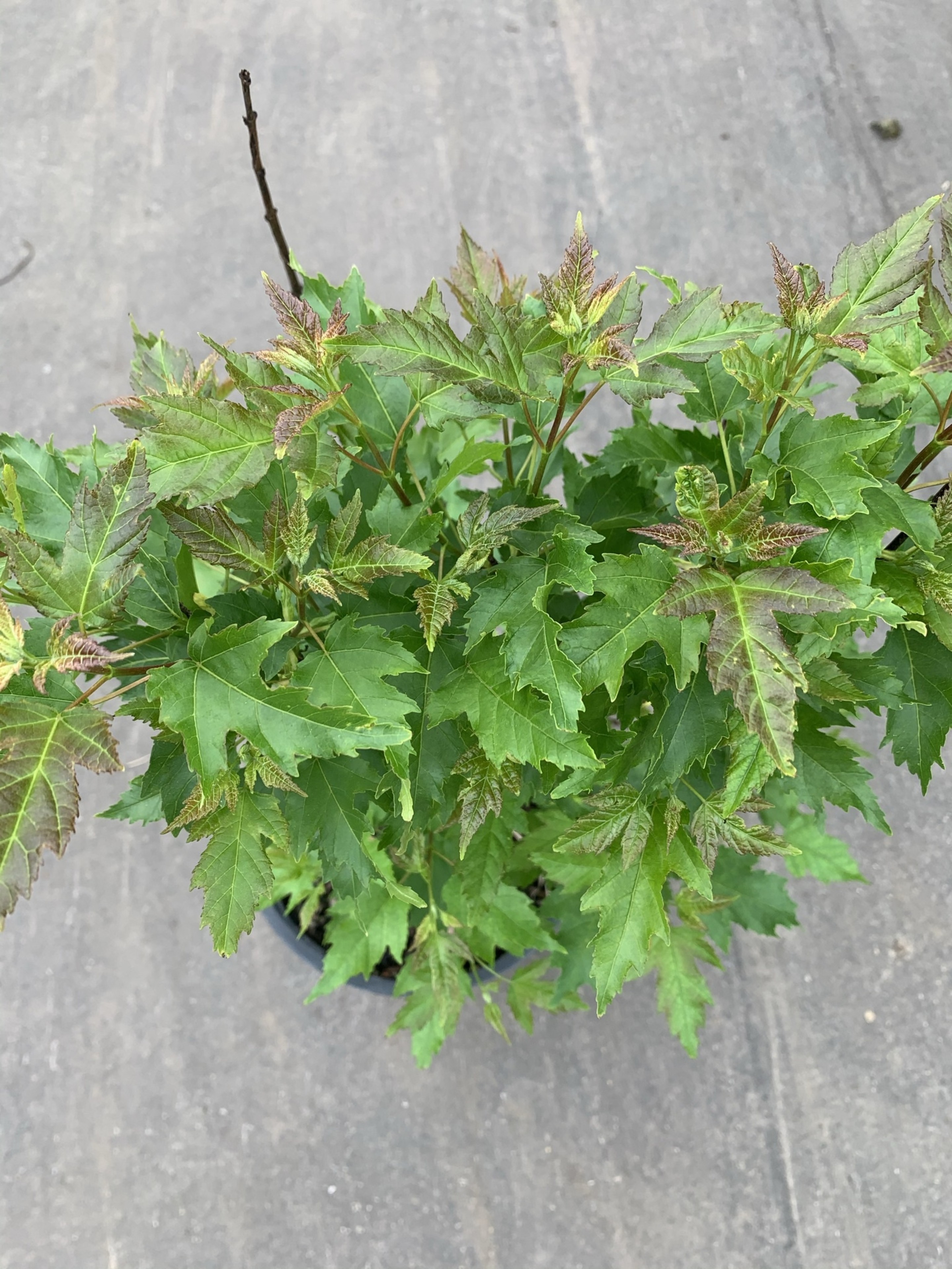 Maple Amur Emerald Elf - Dutch Growers Saskatoon