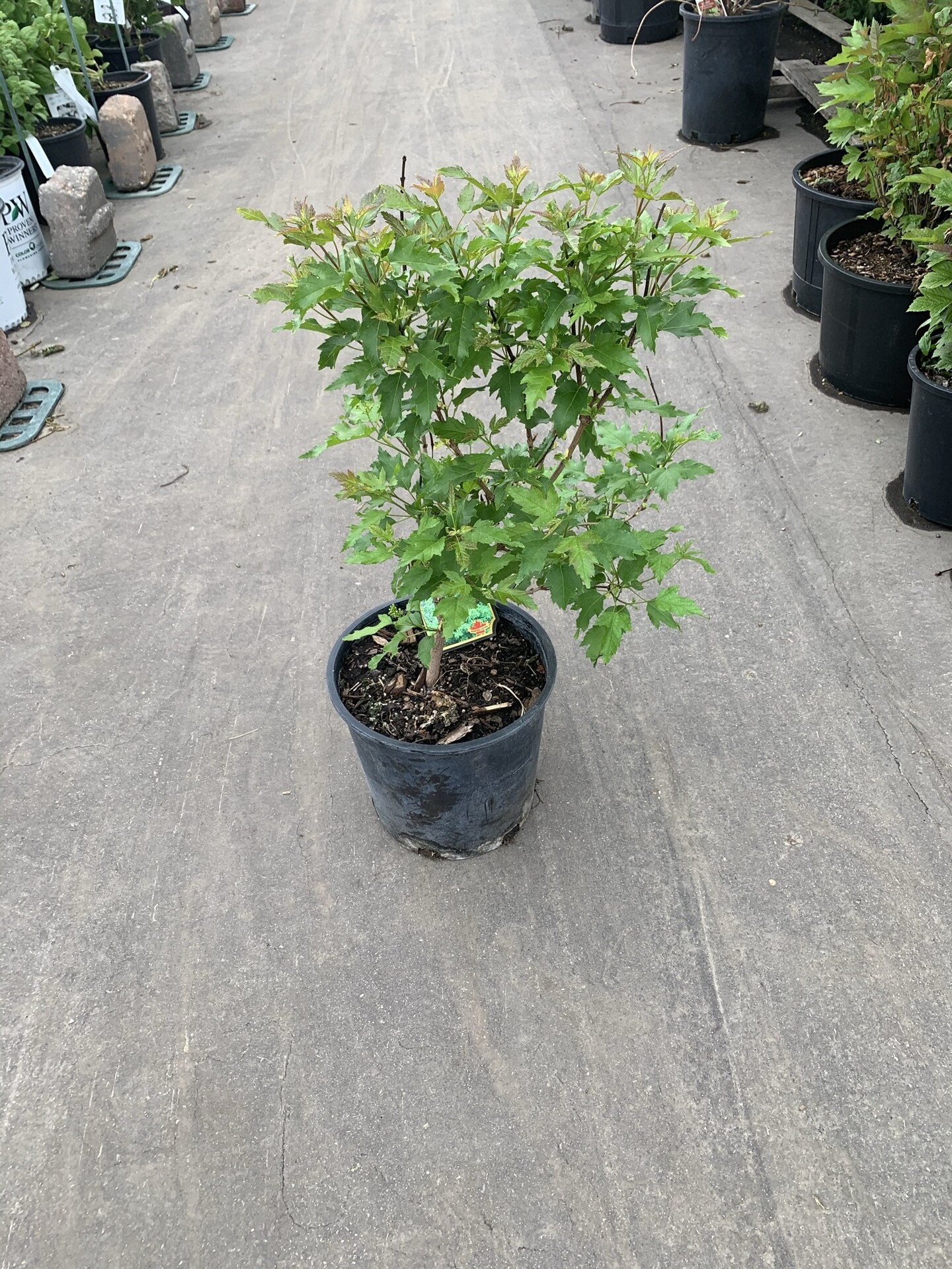Maple Amur Emerald Elf - Dutch Growers Saskatoon